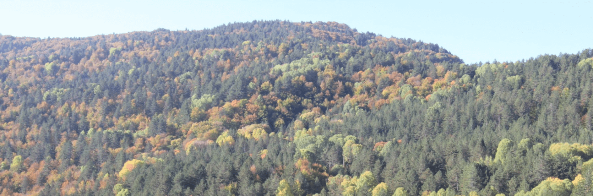 Forest Research Institute General Directorate Of Agricultural Research